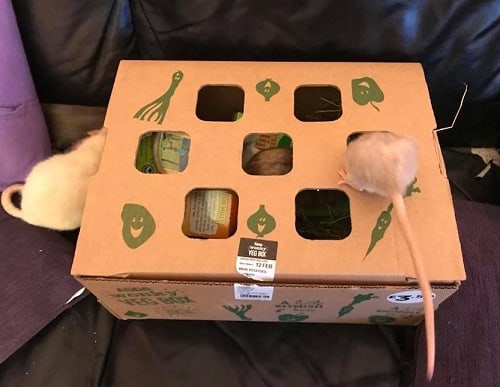 Hotel Rat | Enrichment Ideas